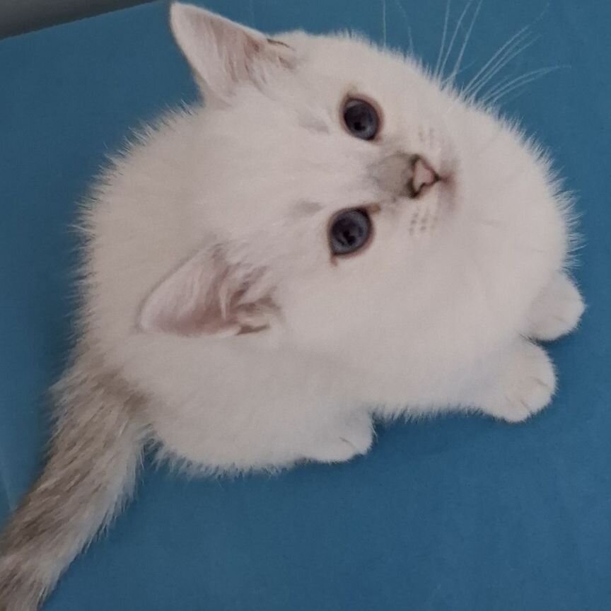 Котик Британской шиншиллы