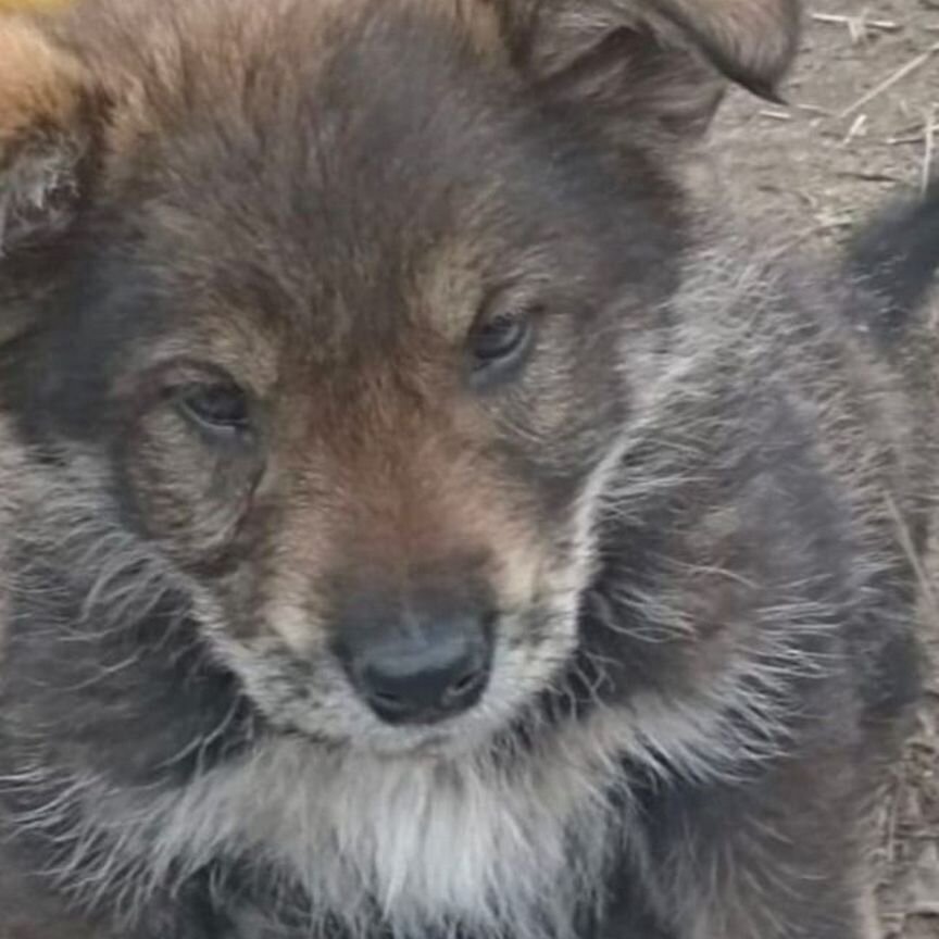 Щенок в добрые руки