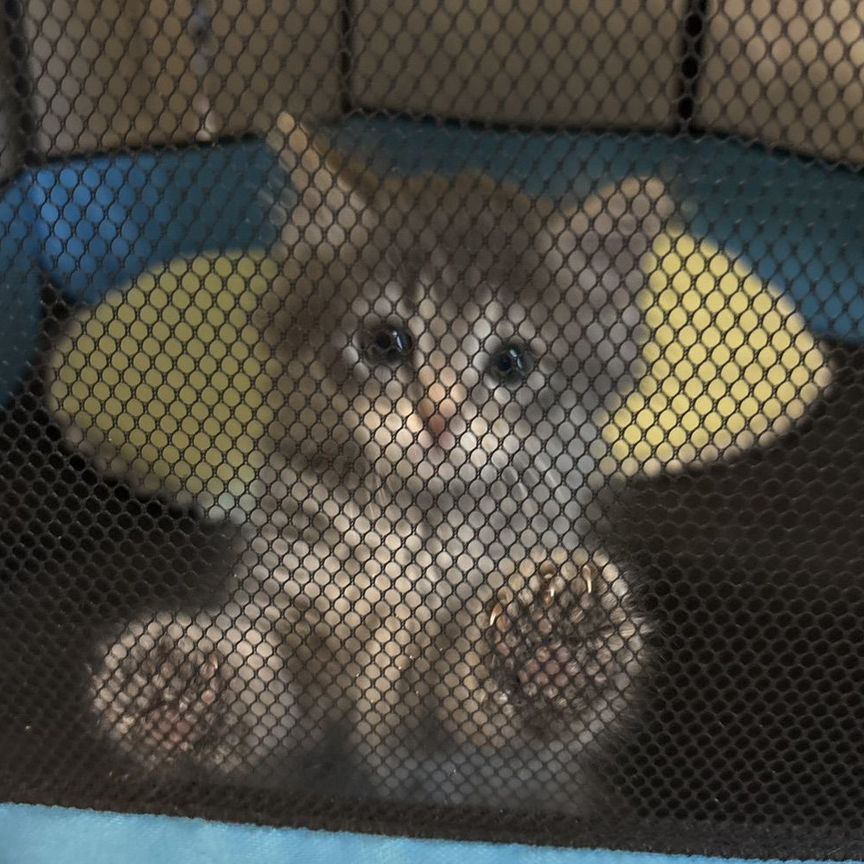 Шотландский вислоухий длинношёрстный котёнок