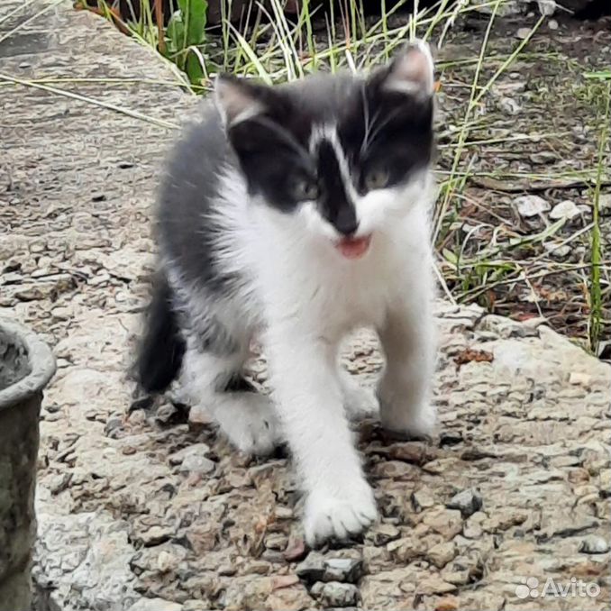 Забавный крошка котенок Вася 2 месяца в дар