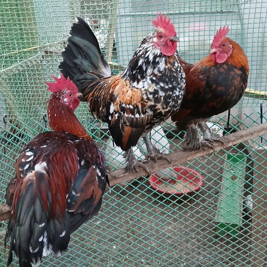 Молодые петушки бентамки