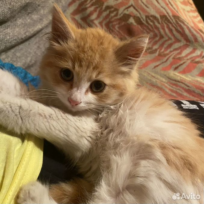 Котенок-рыжик,маленький игруля,в добрые руки