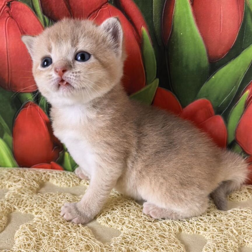 Британский короткошёрстный котёнок