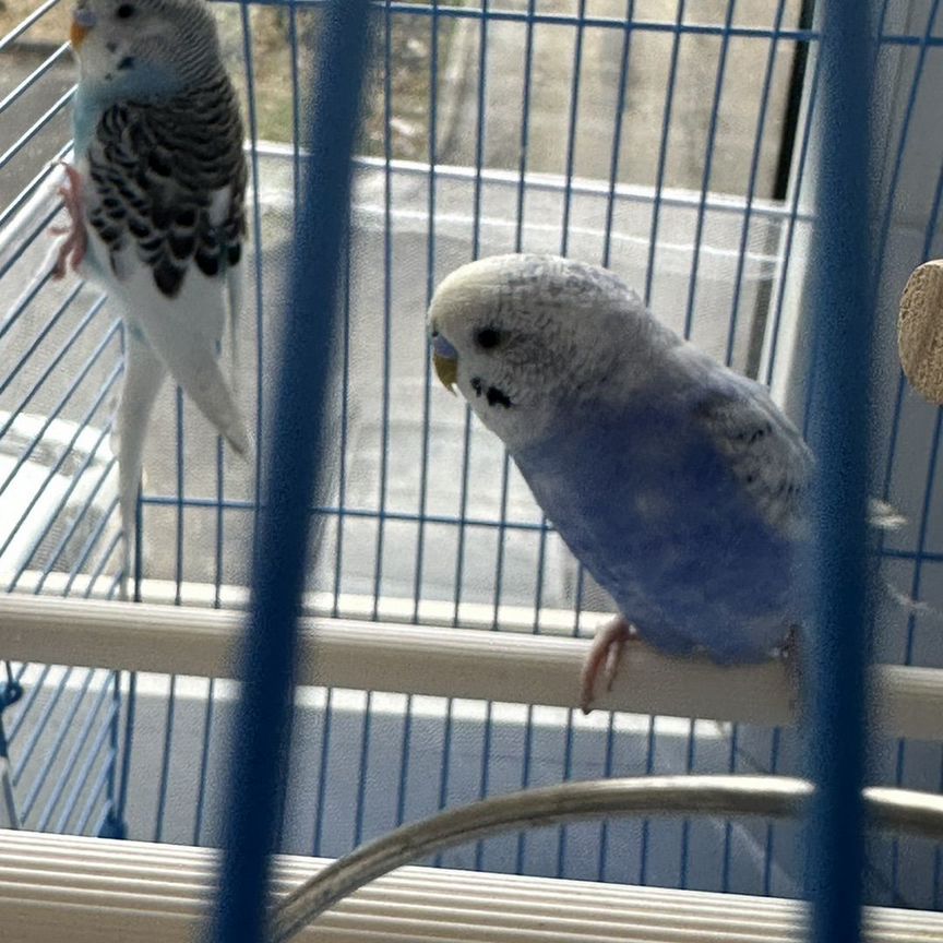 Волнистый попугай с клеткой