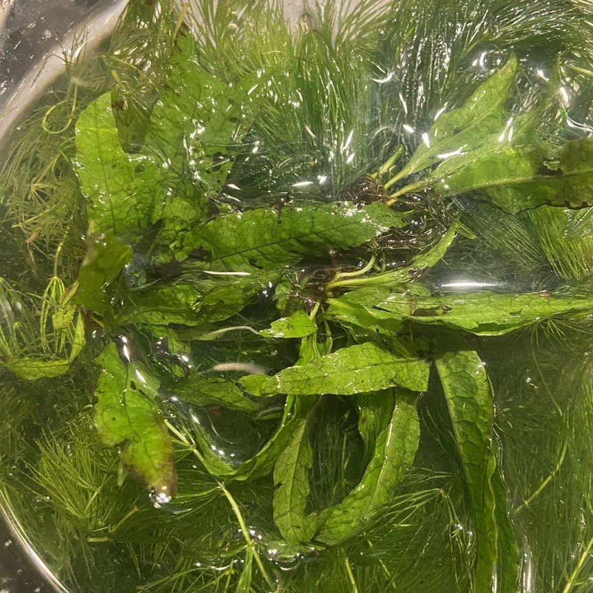 Аквариумное растение
