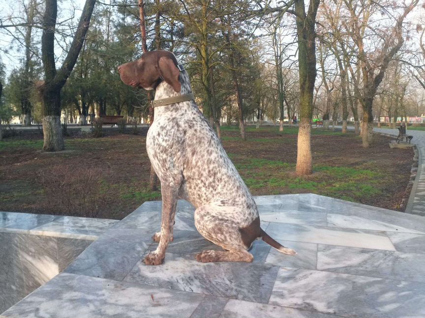 Курцхаар вязка