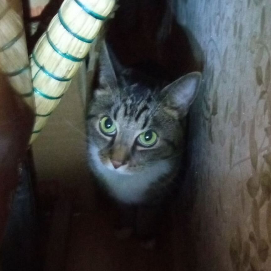 Взрослый кот в добрые руки