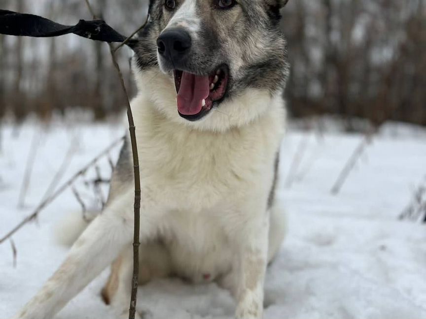 Король, собака в поисках дома