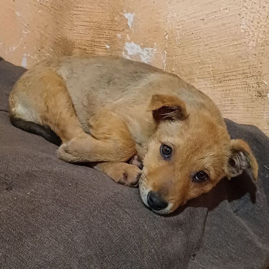 Щенок в добрые руки