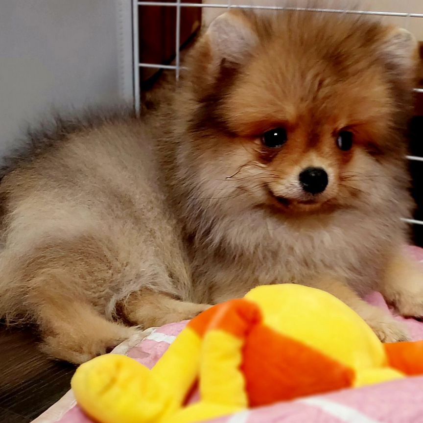 Померанский шпиц, щенок