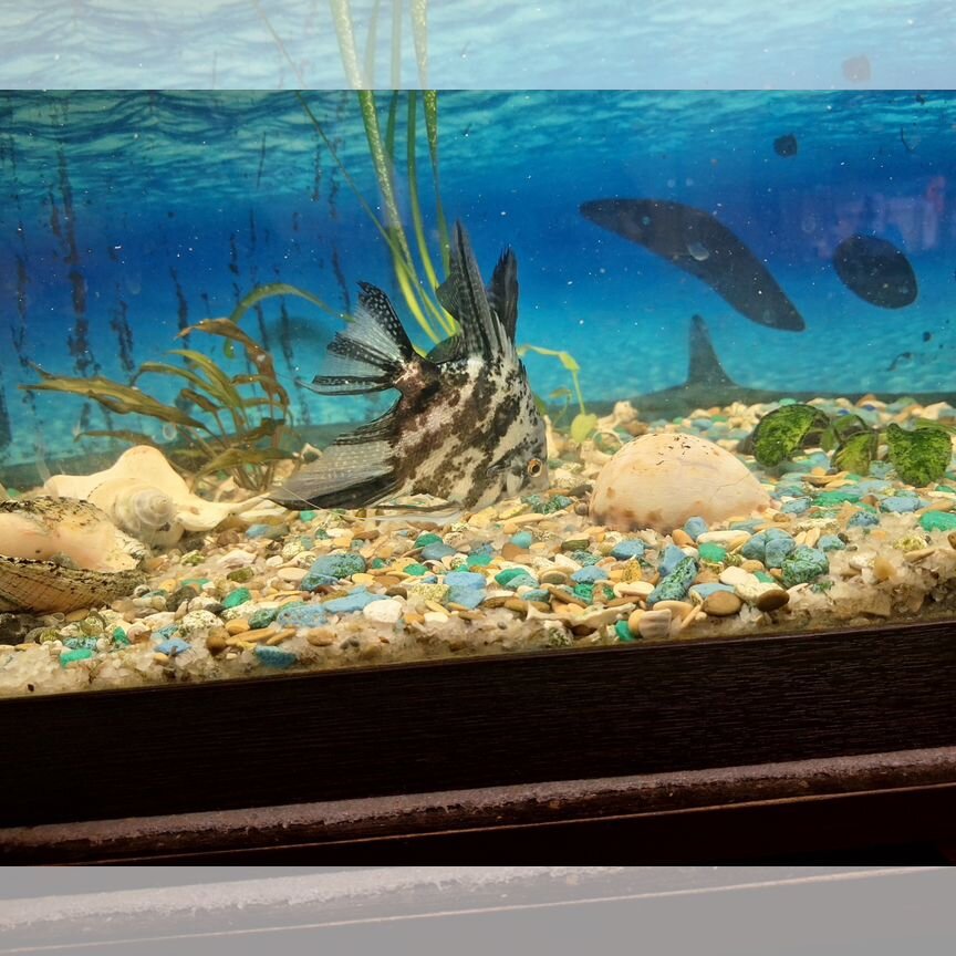 Продам Рыбок