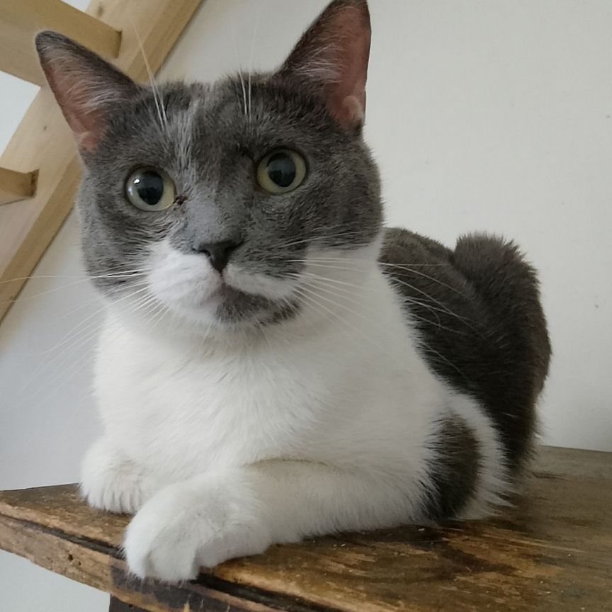 Взрослый кот в добрые руки