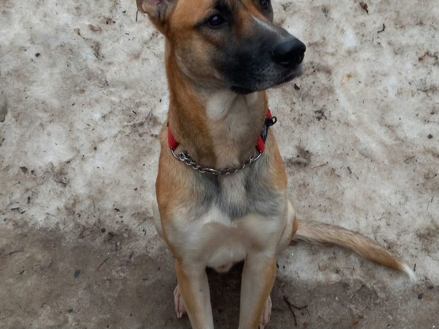 Ищем полуторогодовплому щенку семью, дом