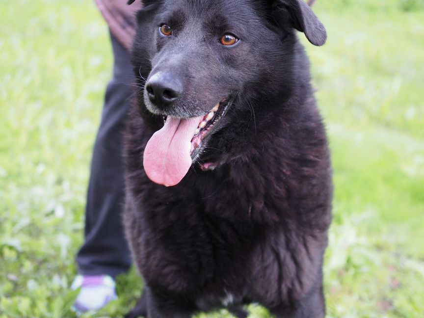 Блэки ищет самый лучший дом