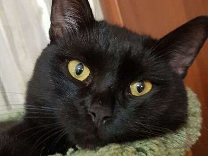 Черный котенок Соломон 10мес привит кастрирован