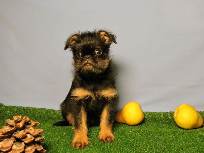 Мальчик бельгийского гриффона