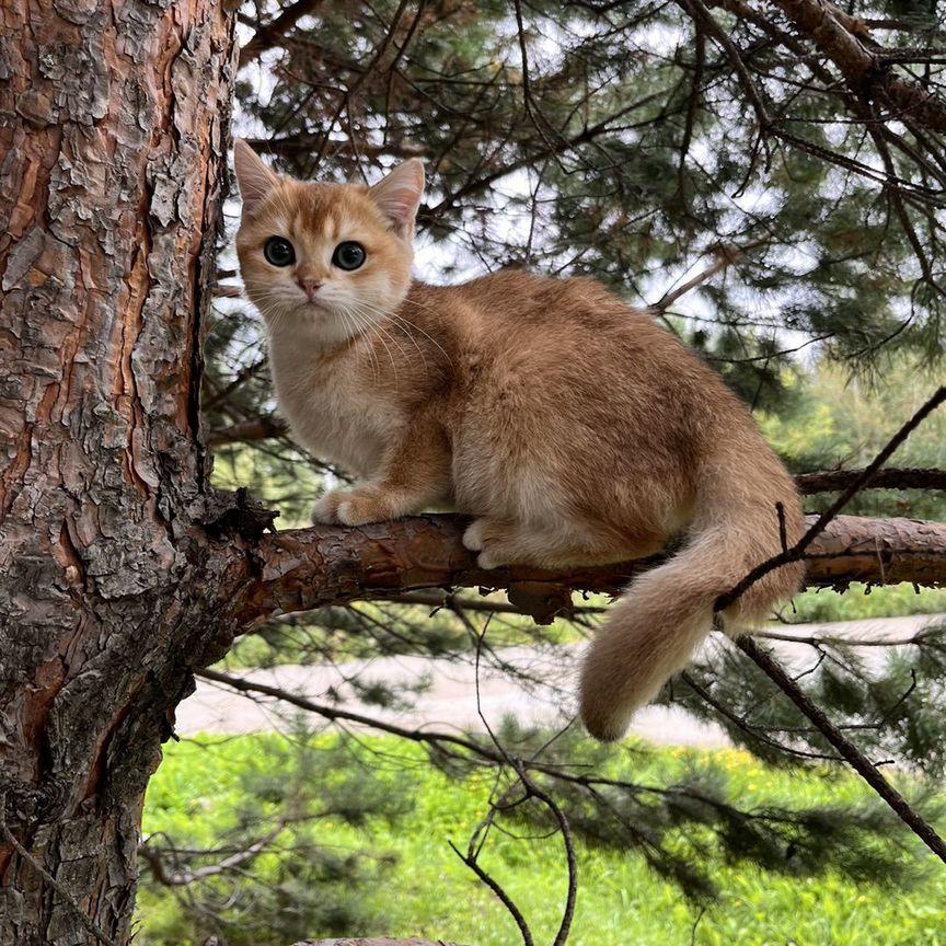 Британский золотой мальчик