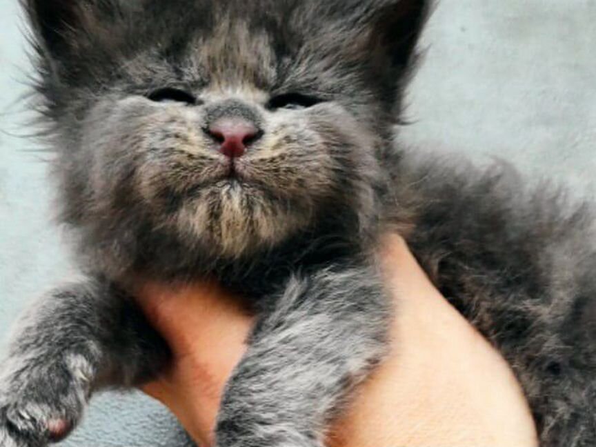 Мейн-кун крутые детки