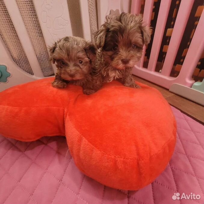 Редкая красота