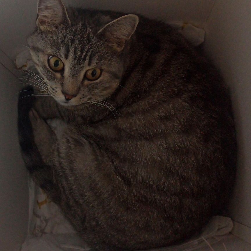 Кошки породистые