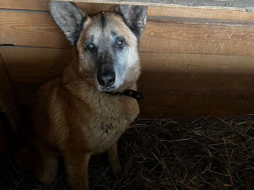 Спокойная умная Собака Панда из приюта ищет дом