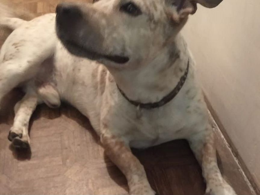 Собака ищет старого хозяина или новый дом СВАО