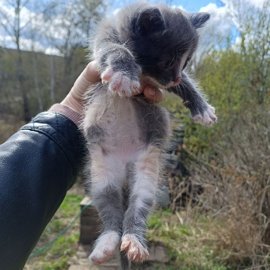 Котёнок в добрые руки