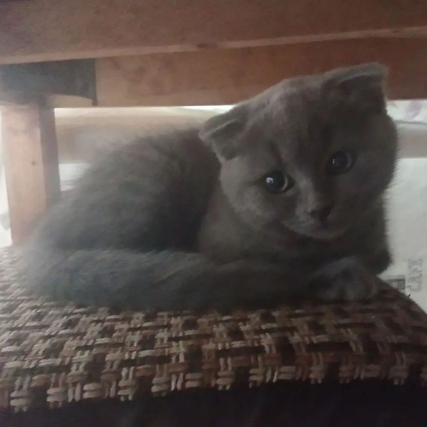 Шотландский вислоухий короткошёрстный котёнок