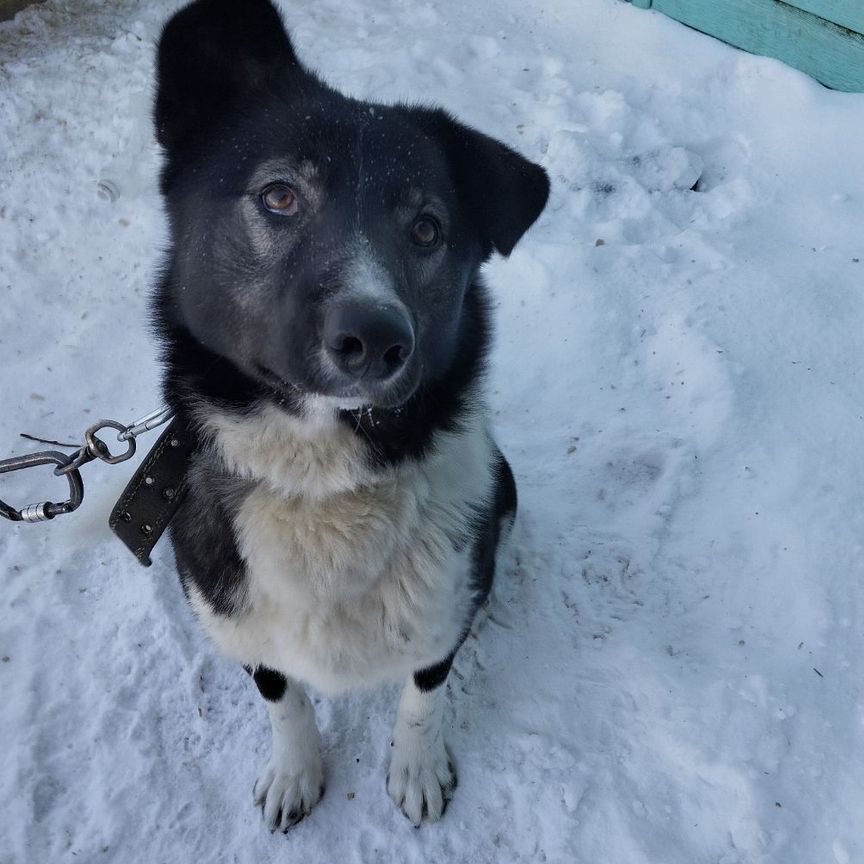 Сибирский хаски, взрослый пёс