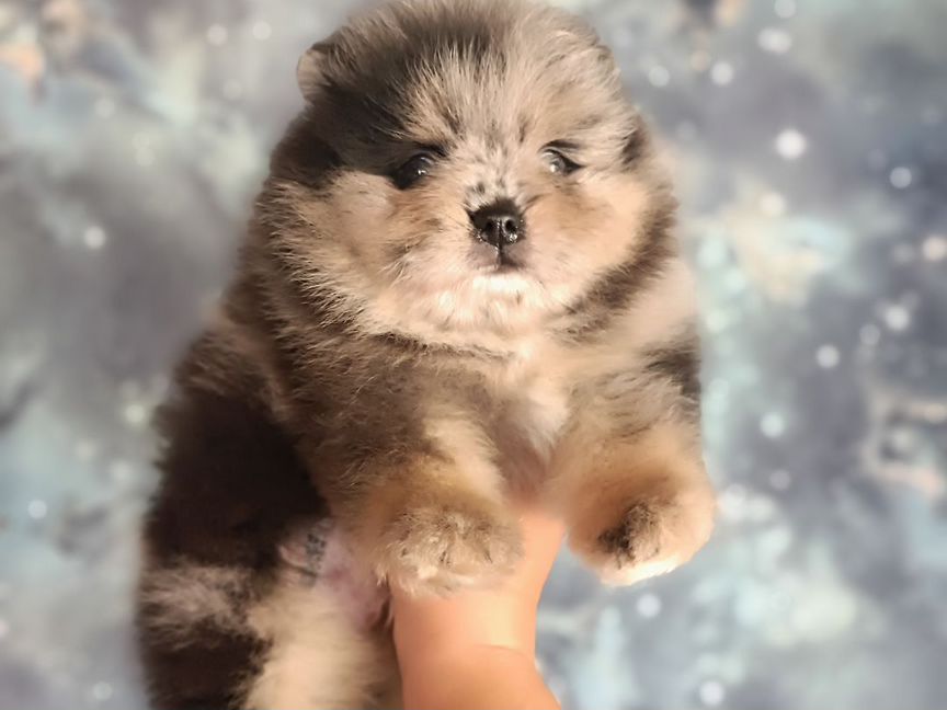 Мраморный курносый мальчуган