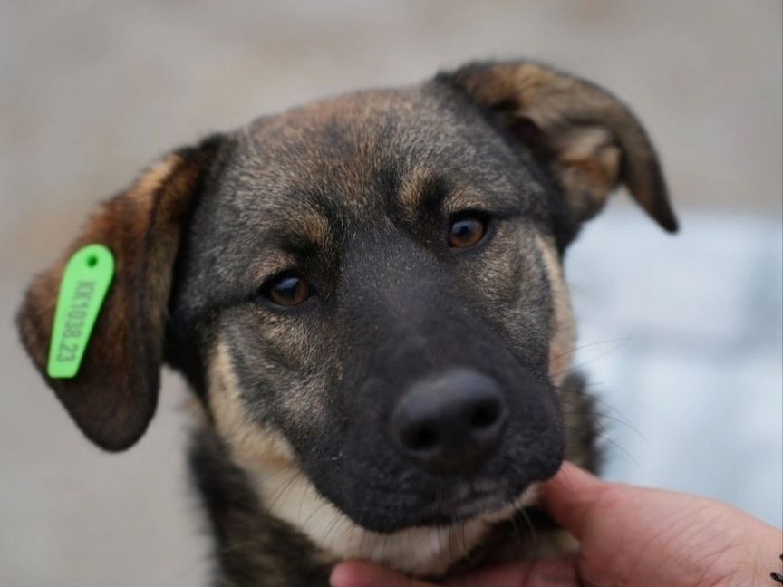 Собака в добрые руки отдам бесплатно
