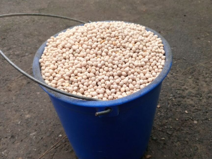 Горох кормовой