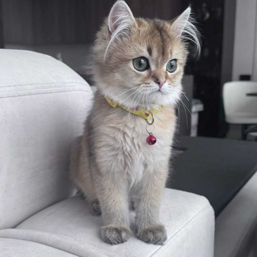 Шотландский котенок скоттиш страйт