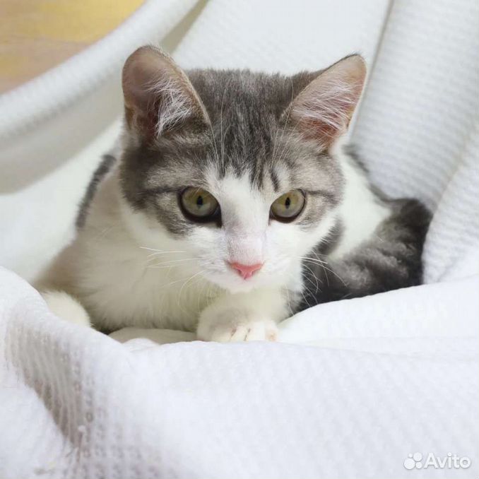 Чудный котомальчик в Добрые руки