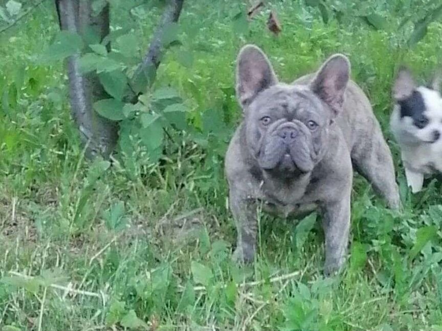 Французский бульдог лиловый тигр