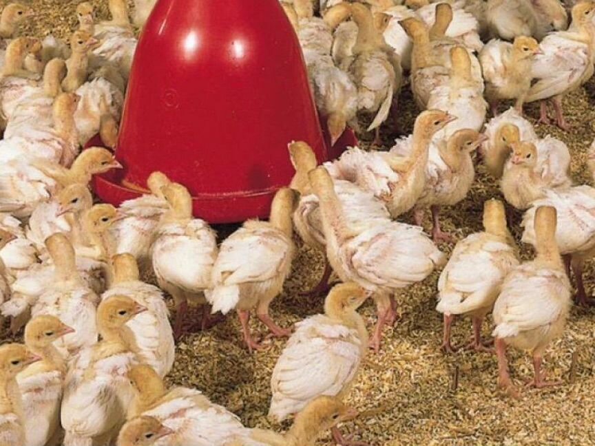 Суточные индюшата, бройлеры Кооб-500