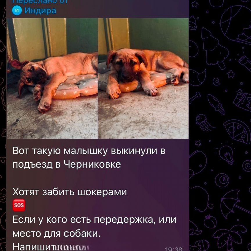 Домашний щенок ищет дом