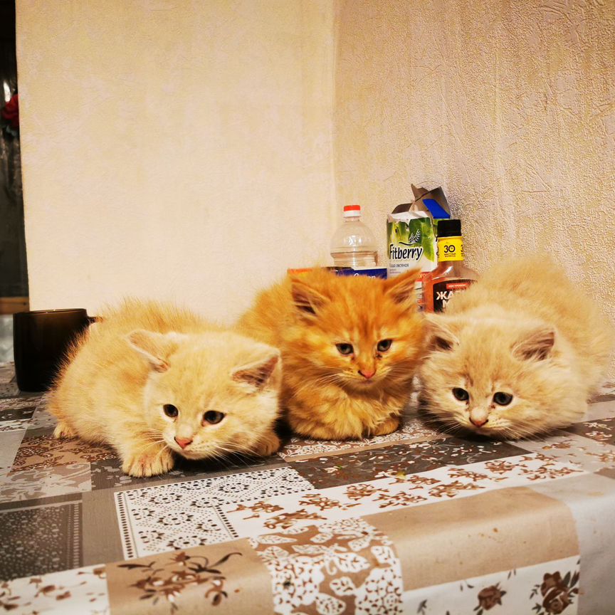 Котята, рыжие и палевые