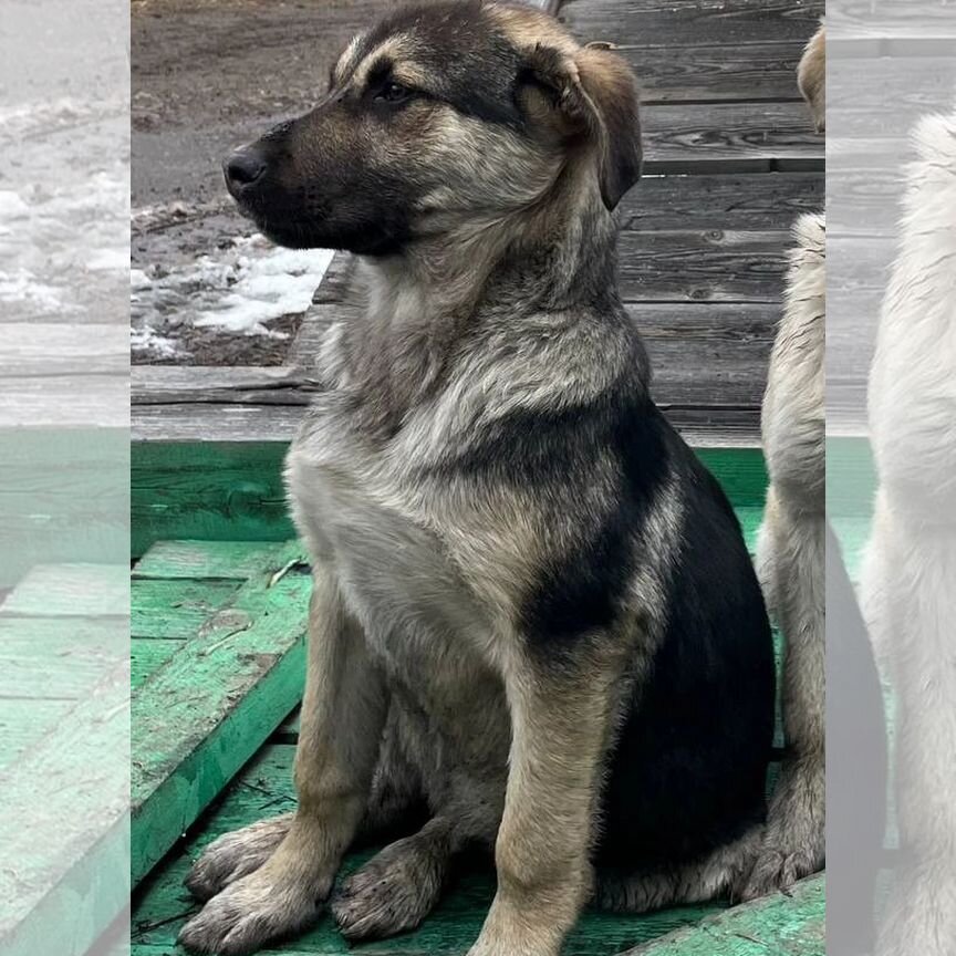 Щенок в добрые руки