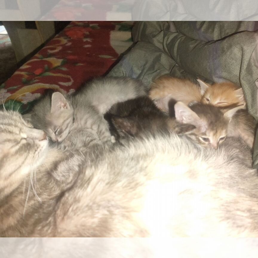 Котёнок в добрые руки