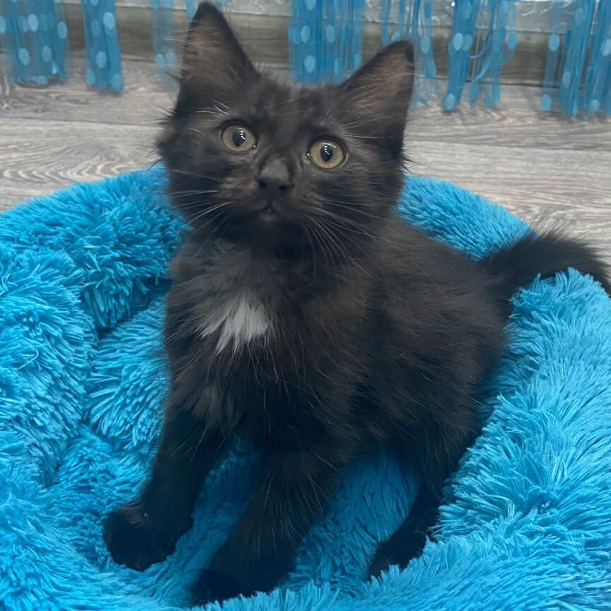 Котенок мальчик 2мес