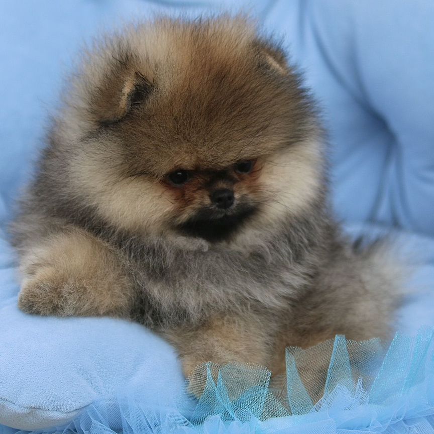 Померанский шпиц в супер типе