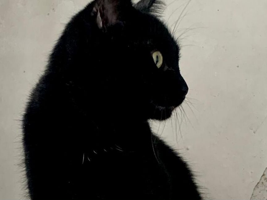 Кошечка Яшма