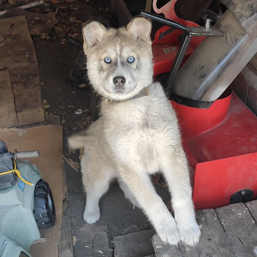 Сибирский хаски, щенок