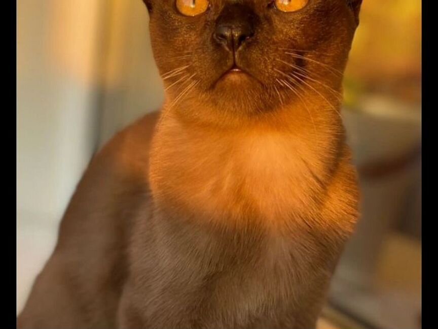 Котята Бурмы