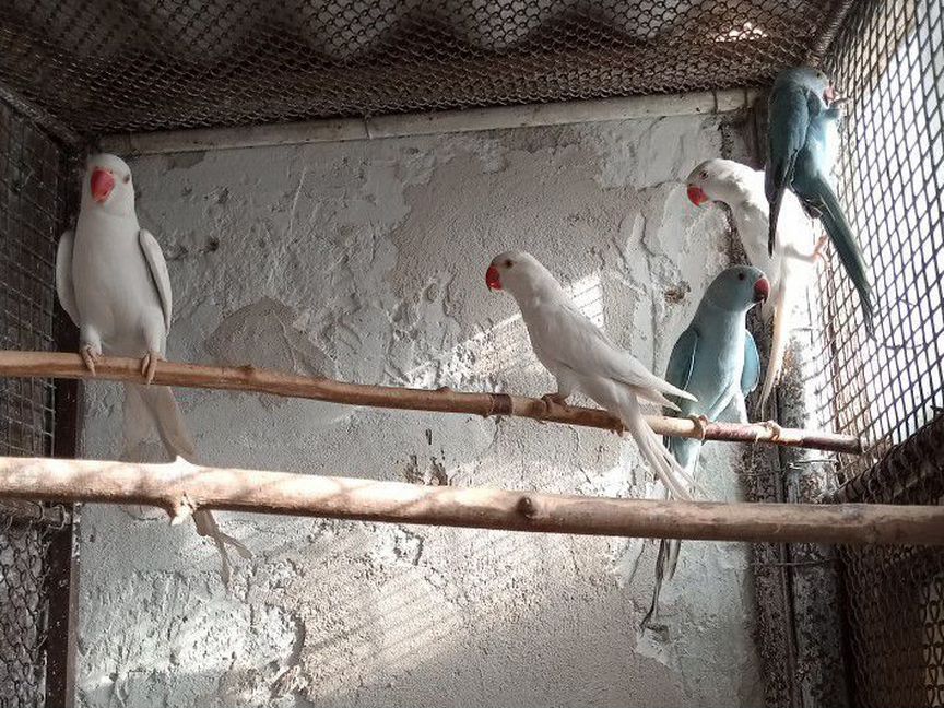 Ожереловый попугай