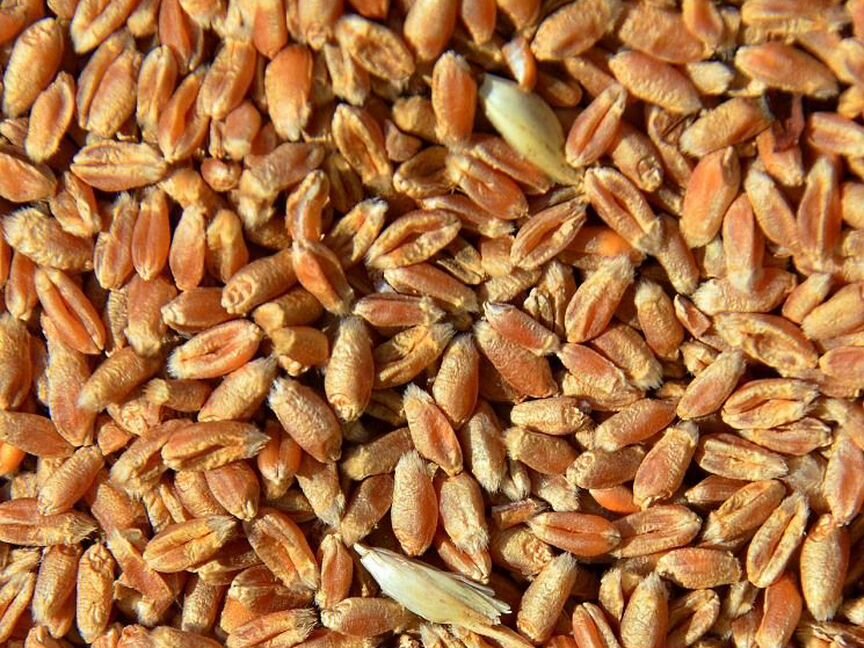 Продажа пшеницы, ячмень