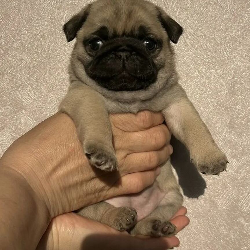 Мопс, щенок