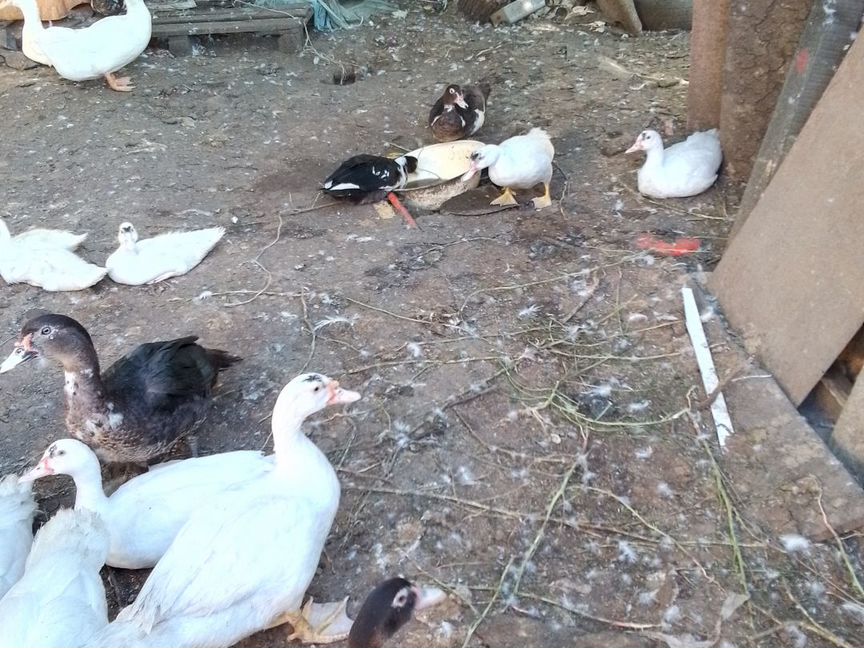 Индоутки(мускусные)