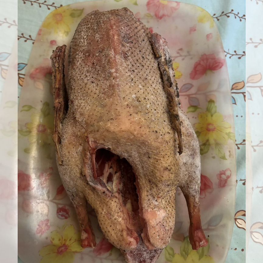 Гусь домашний